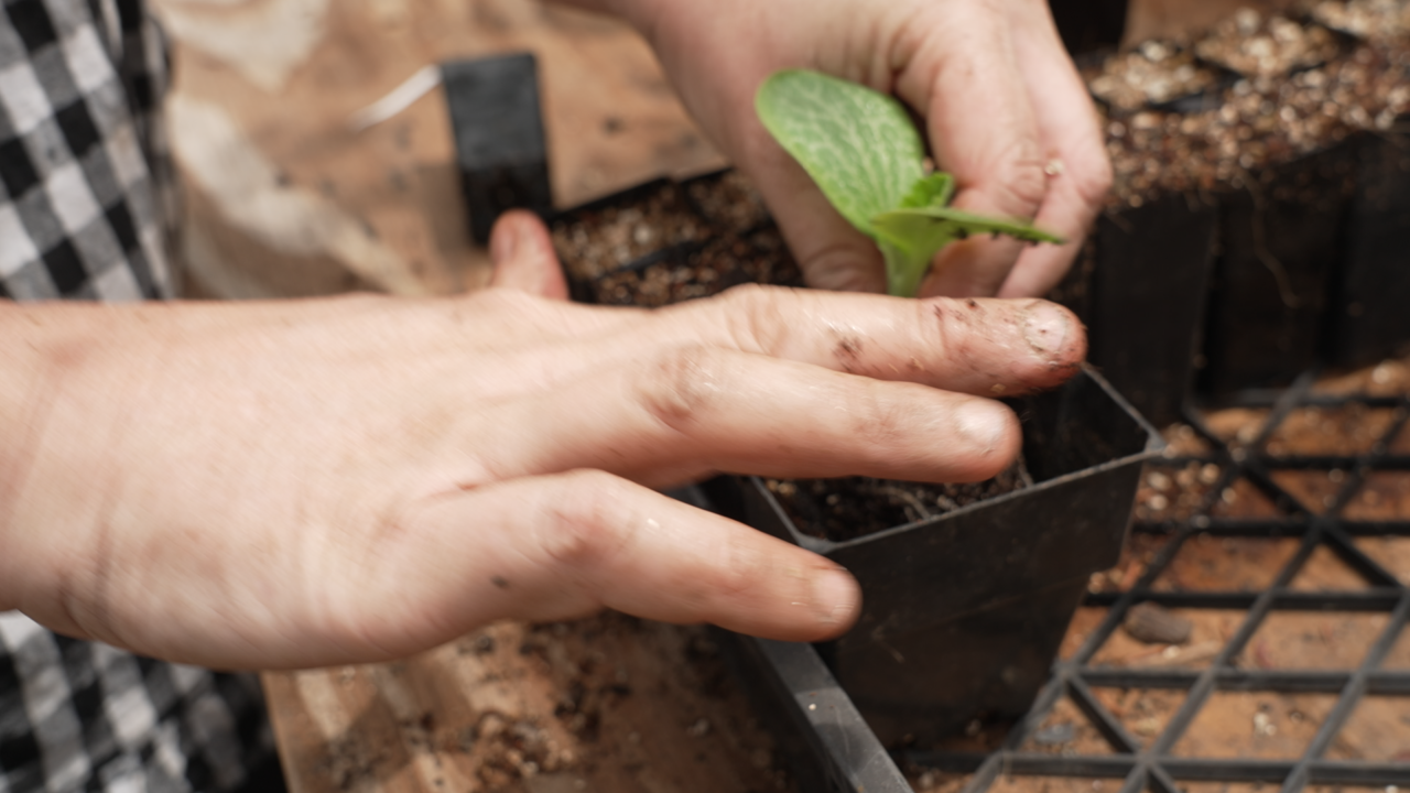 Garden Guides | The Pantry Gardener